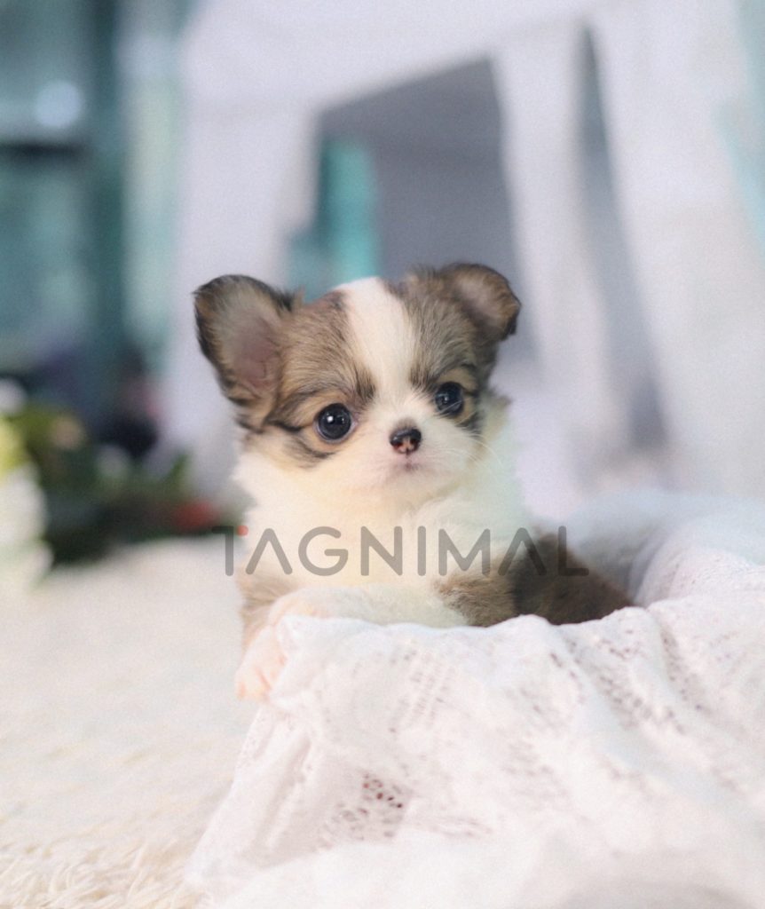 Linn (ลินด์) | Tagnimal