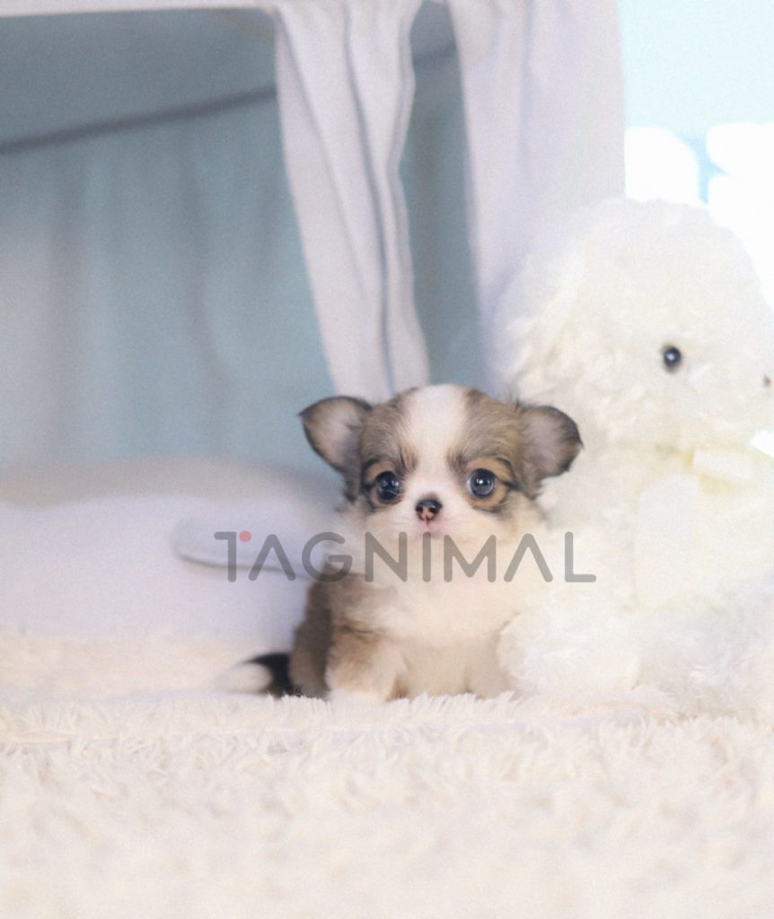 Linn (ลินด์) | Tagnimal