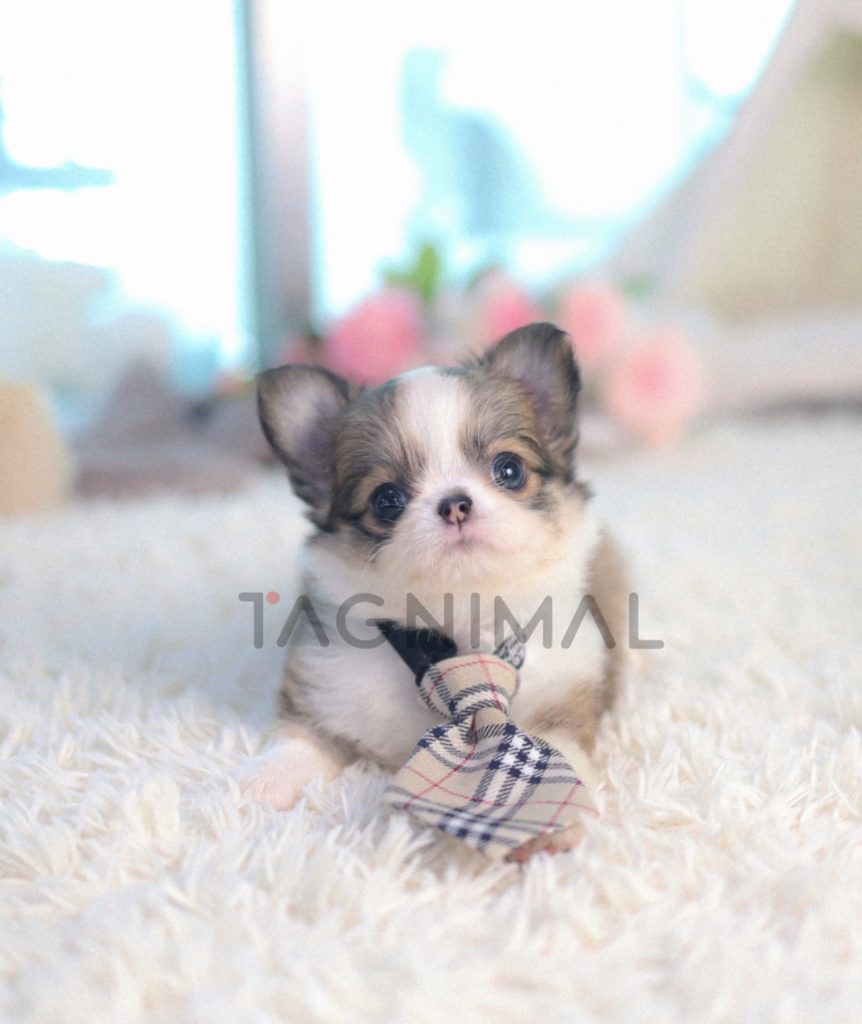 Linn (ลินด์) | Tagnimal