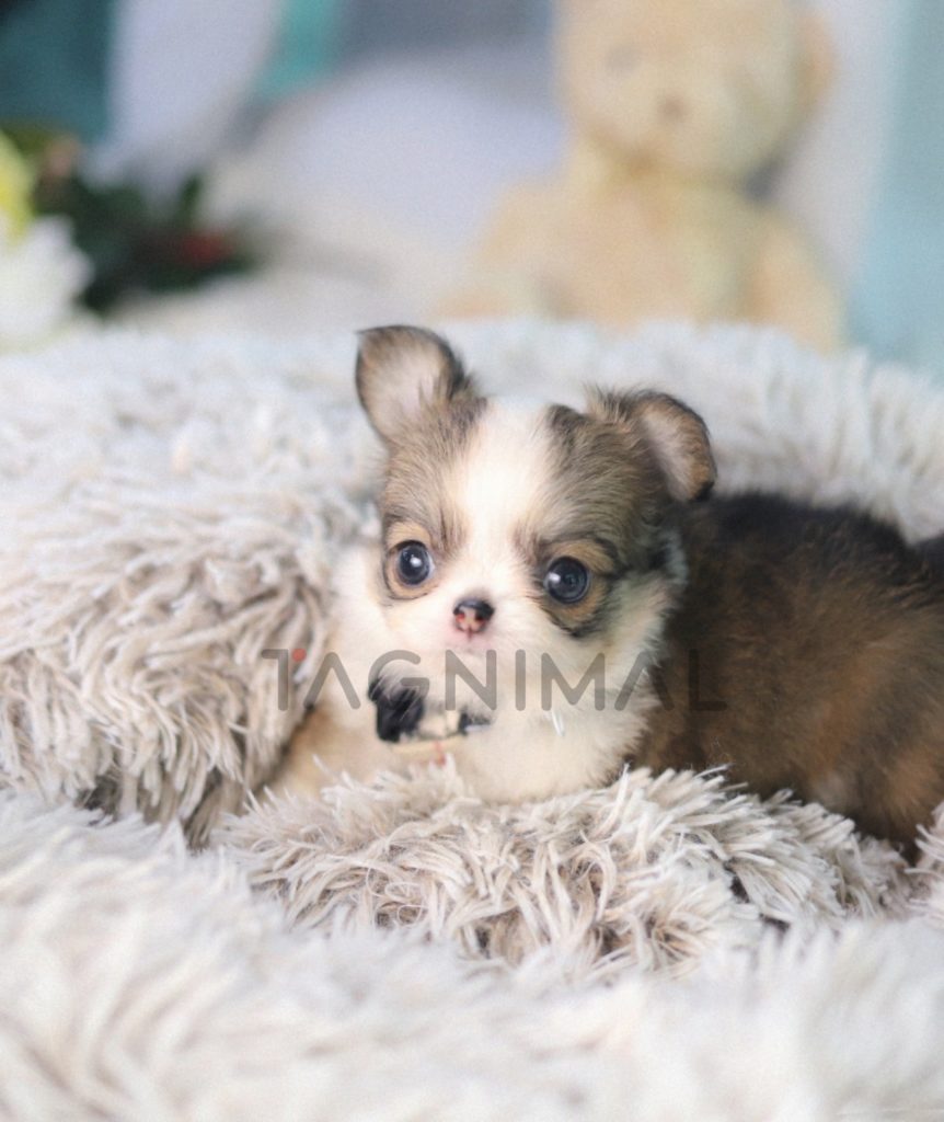 Linn (ลินด์) | Tagnimal