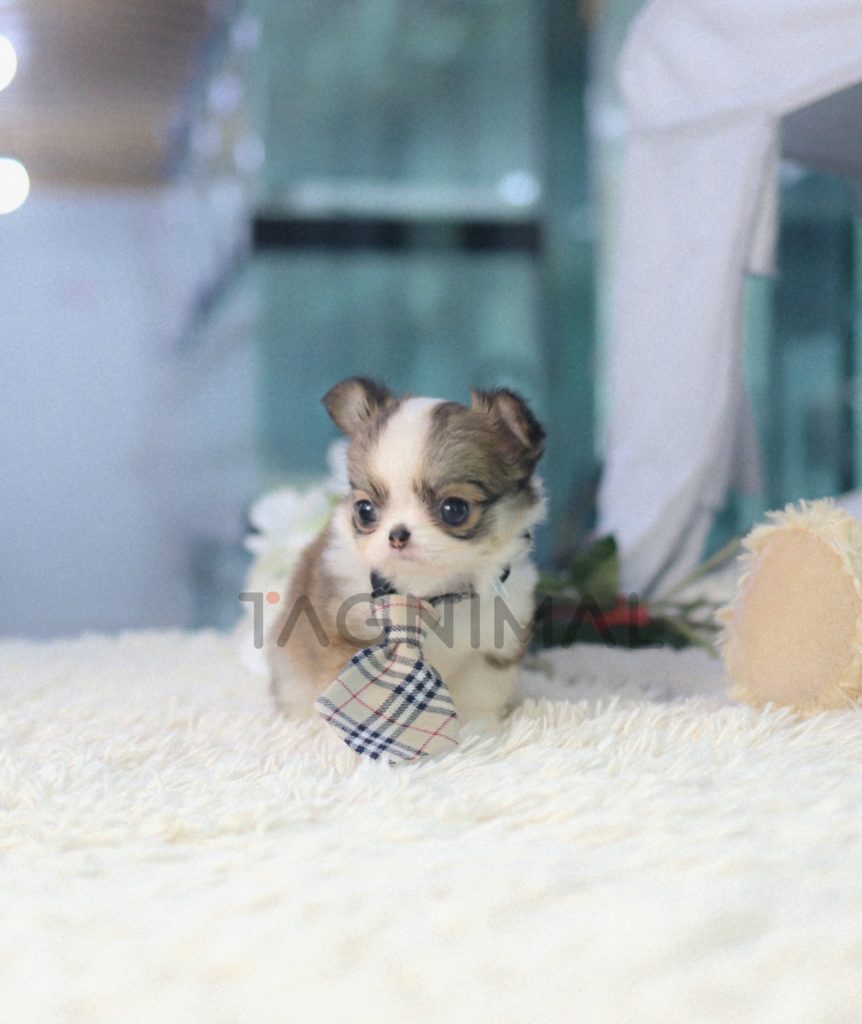 Linn (ลินด์) | Tagnimal