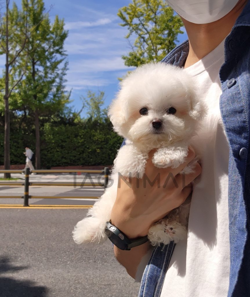 Bbang (ปั้ง) | Tagnimal