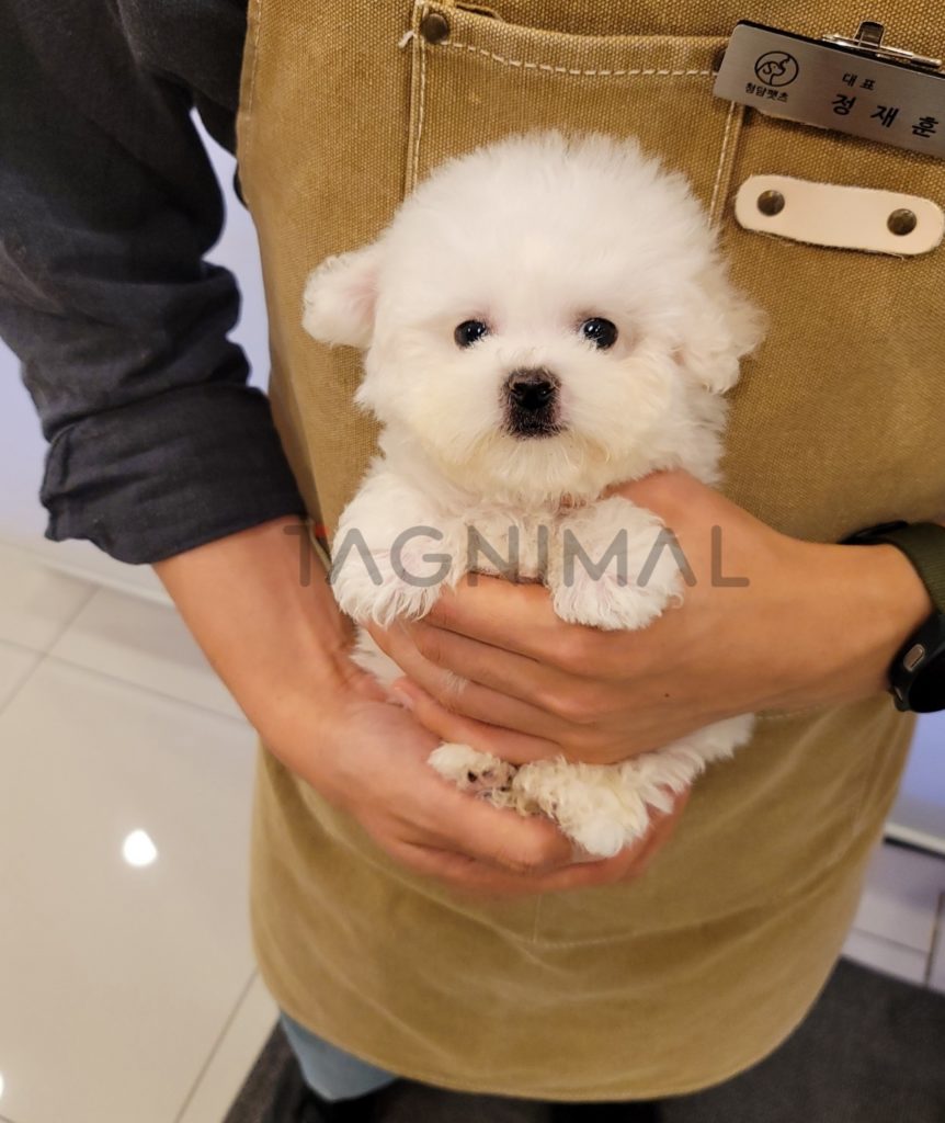 Bbang (ปั้ง) | Tagnimal