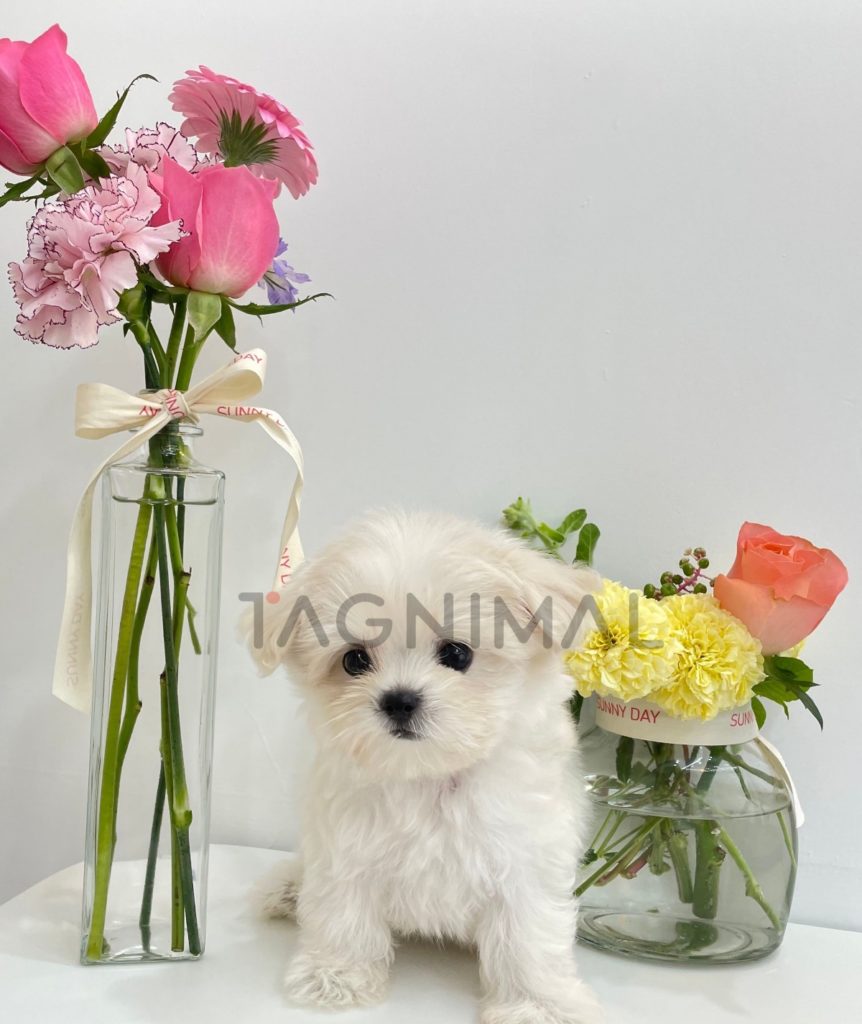 Joy (จอย) | Tagnimal