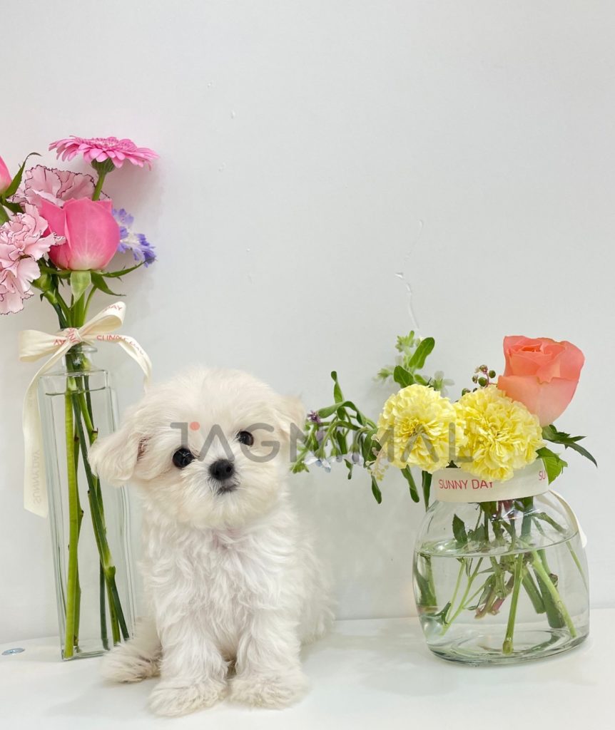 Joy (จอย) | Tagnimal