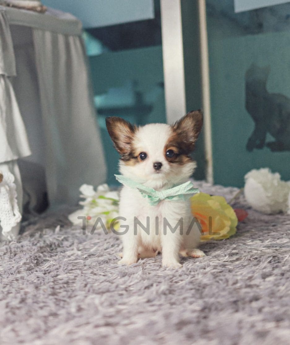 Neo (นีโอ) | Tagnimal