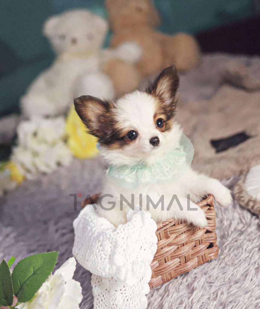 Neo (นีโอ) | Tagnimal