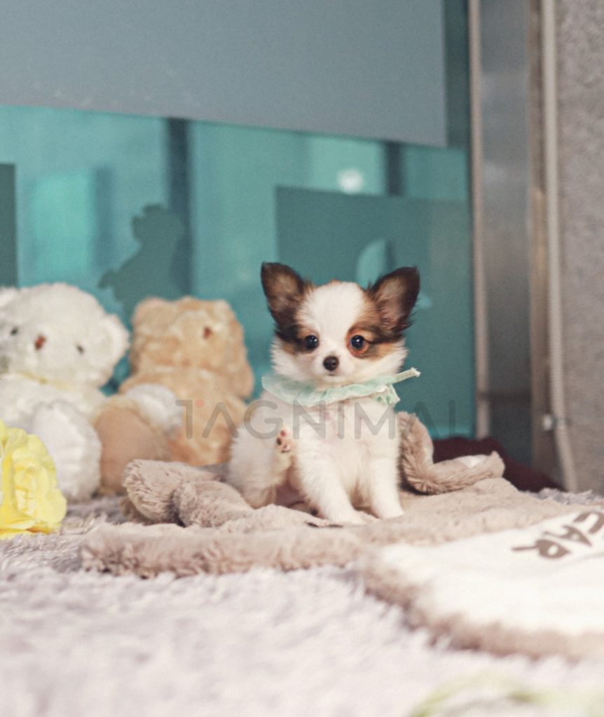 Neo (นีโอ) | Tagnimal