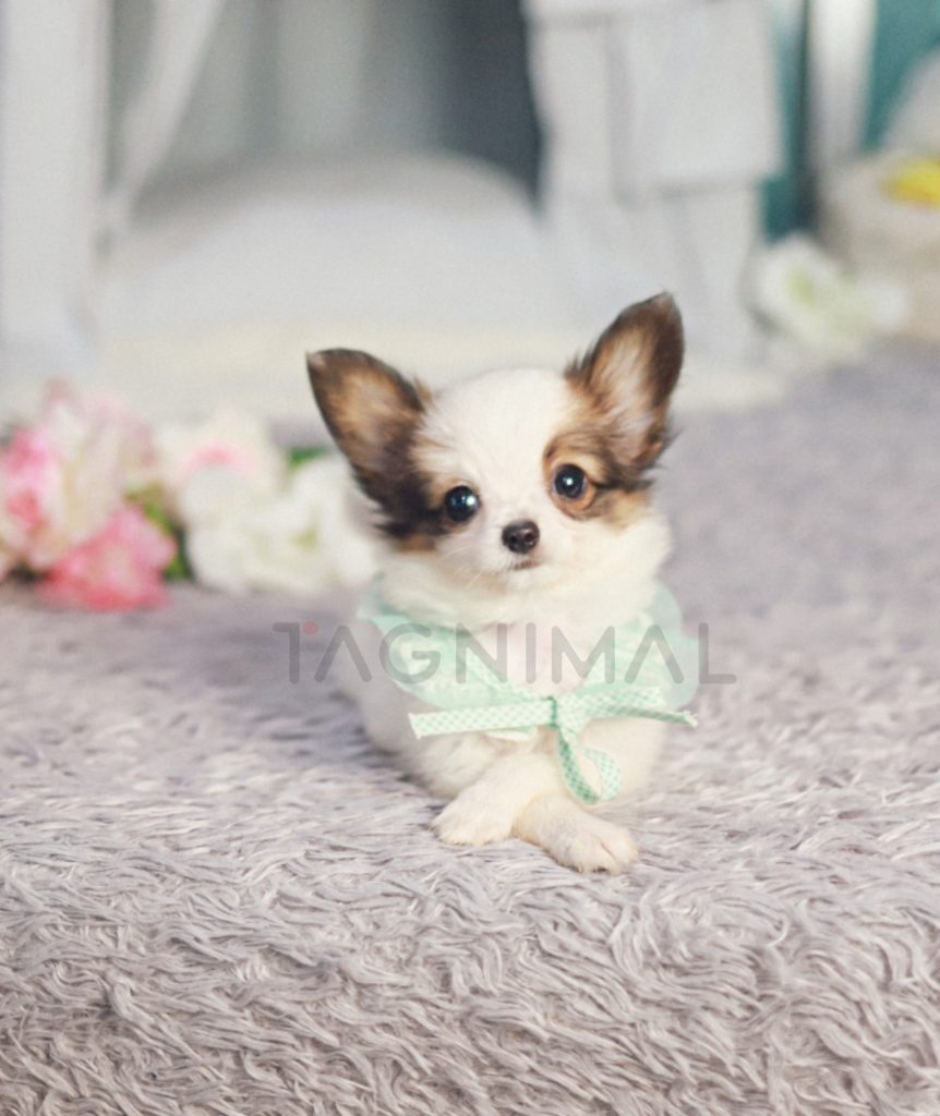 Neo (นีโอ) | Tagnimal