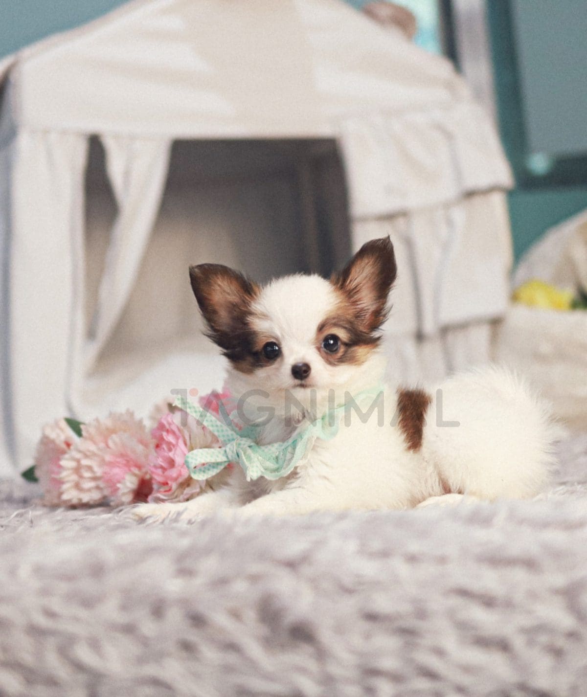 Neo (นีโอ) | Tagnimal