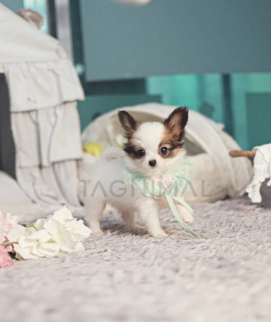 Neo (นีโอ) | Tagnimal