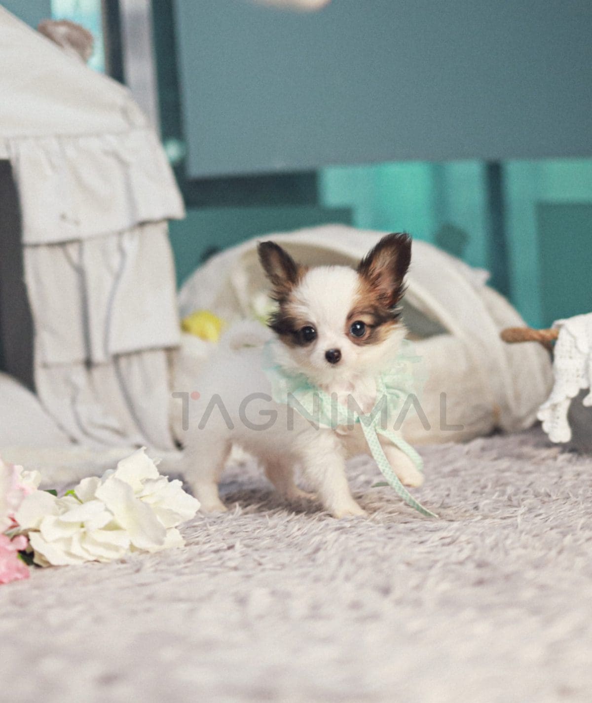 Neo (นีโอ) | Tagnimal