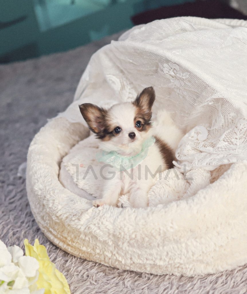 Neo (นีโอ) | Tagnimal