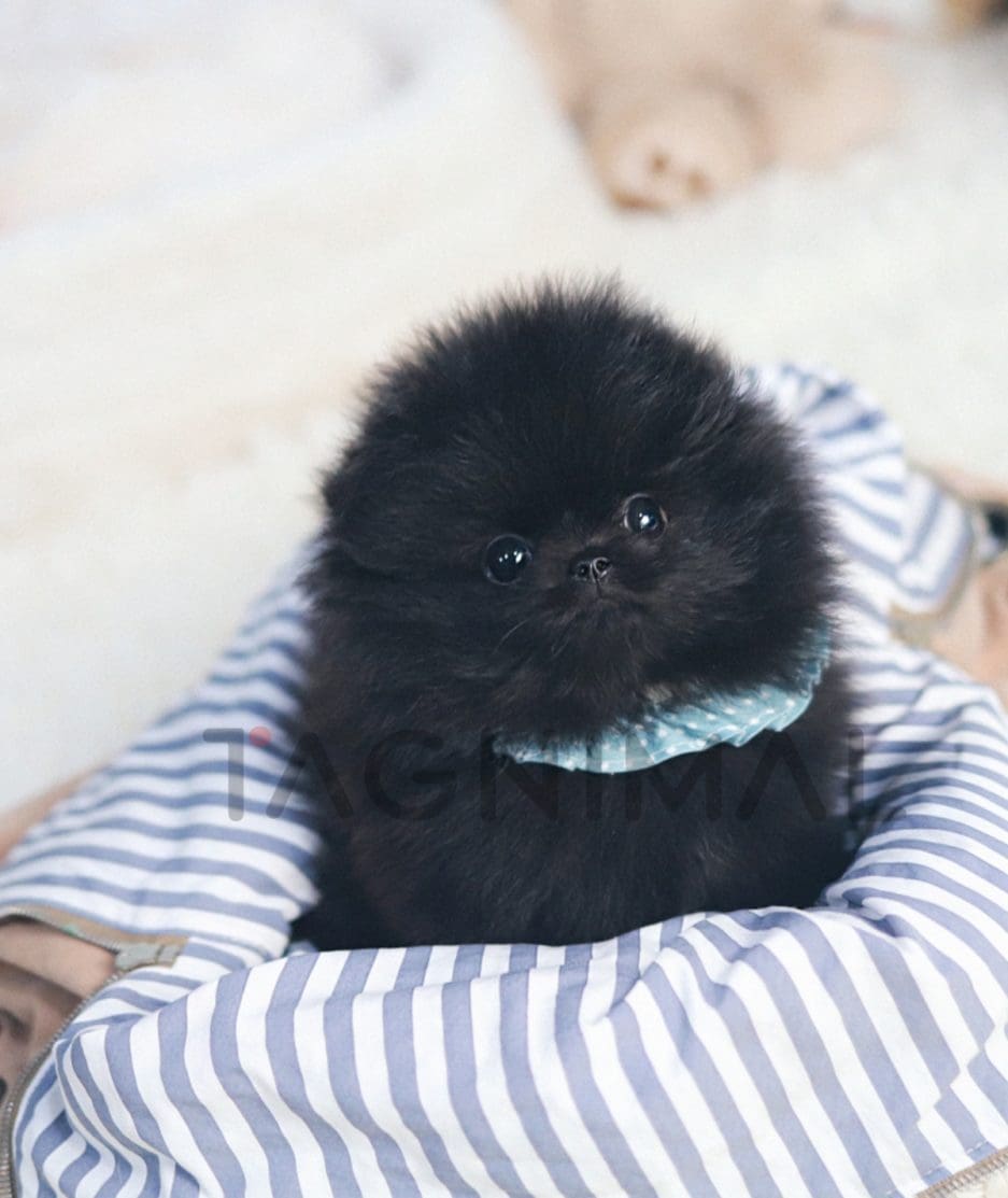 Bebe (เบเบ้) | Tagnimal