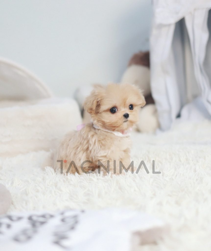 Chichi (ชิชิ) | Tagnimal