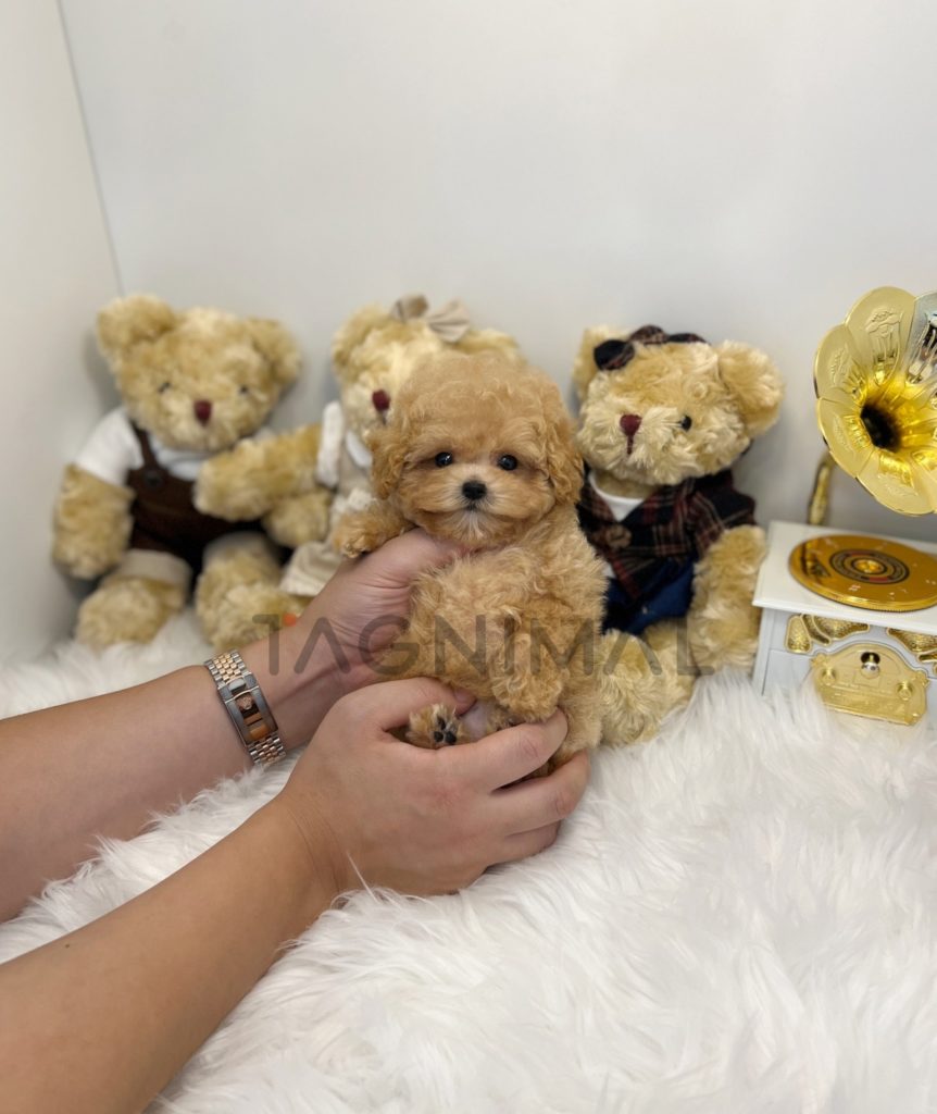 Genie (จีนี่) | Tagnimal