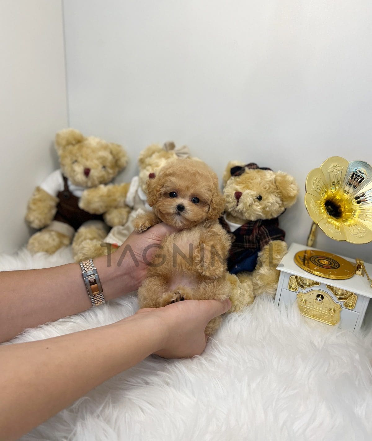 Genie (จีนี่) | Tagnimal