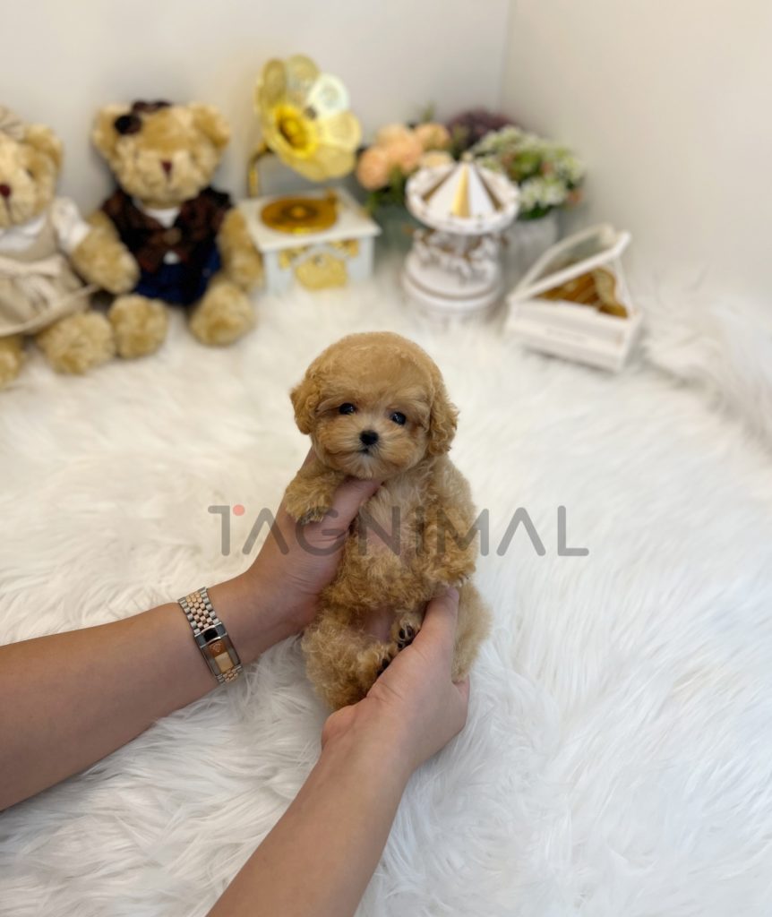 Genie (จีนี่) | Tagnimal