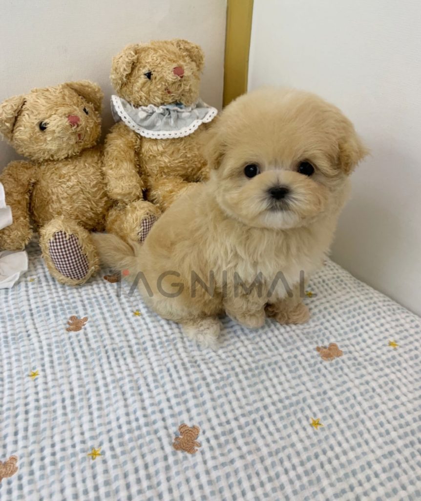 Laura (ลอร่า) | Tagnimal