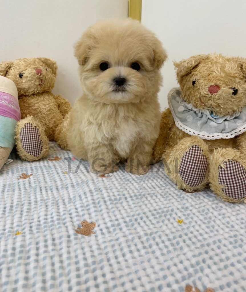 Laura (ลอร่า) | Tagnimal