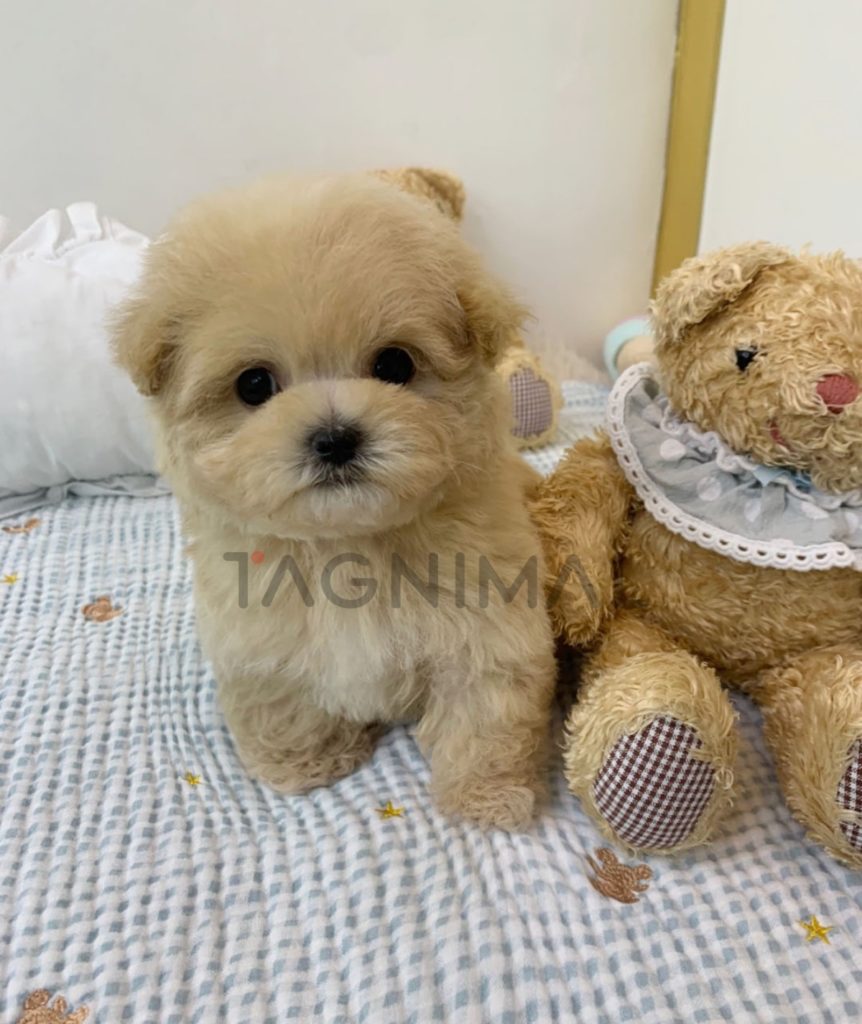 Laura (ลอร่า) | Tagnimal