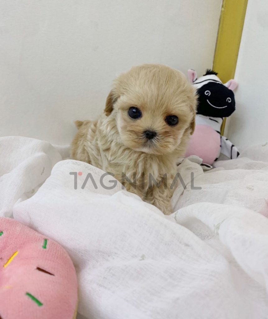 Nana (นานะ) | Tagnimal