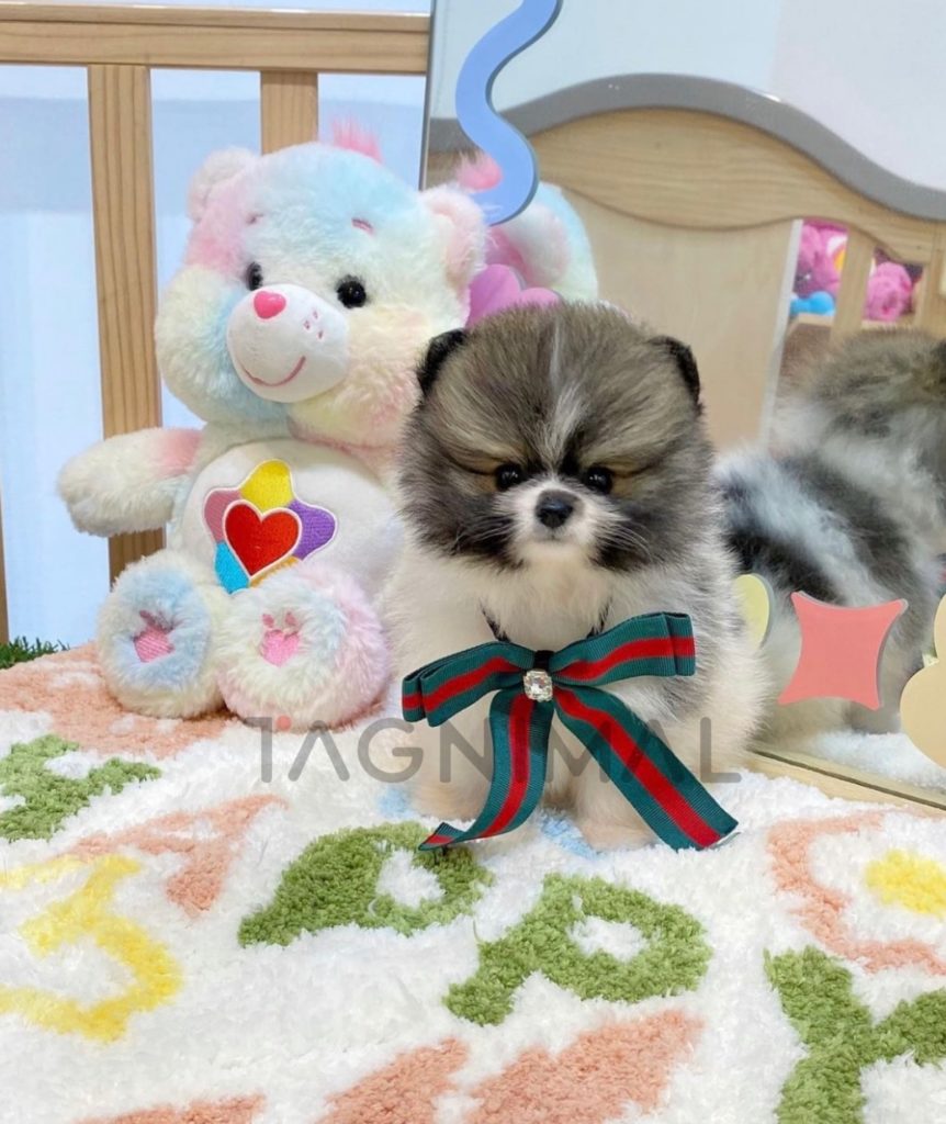 Rain (เรน) | Tagnimal