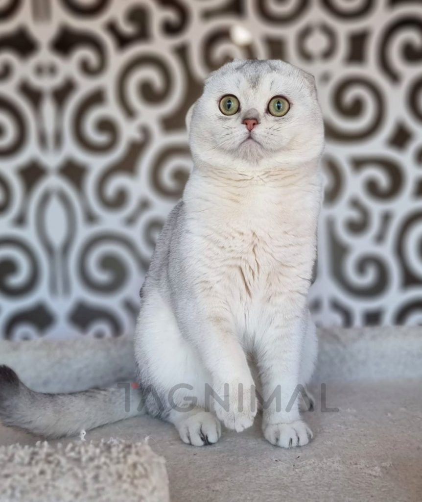 Fire (ฟายเยอร์) | Tagnimal