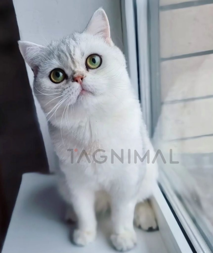 Joker (โจ๊กเกอร์) | Tagnimal