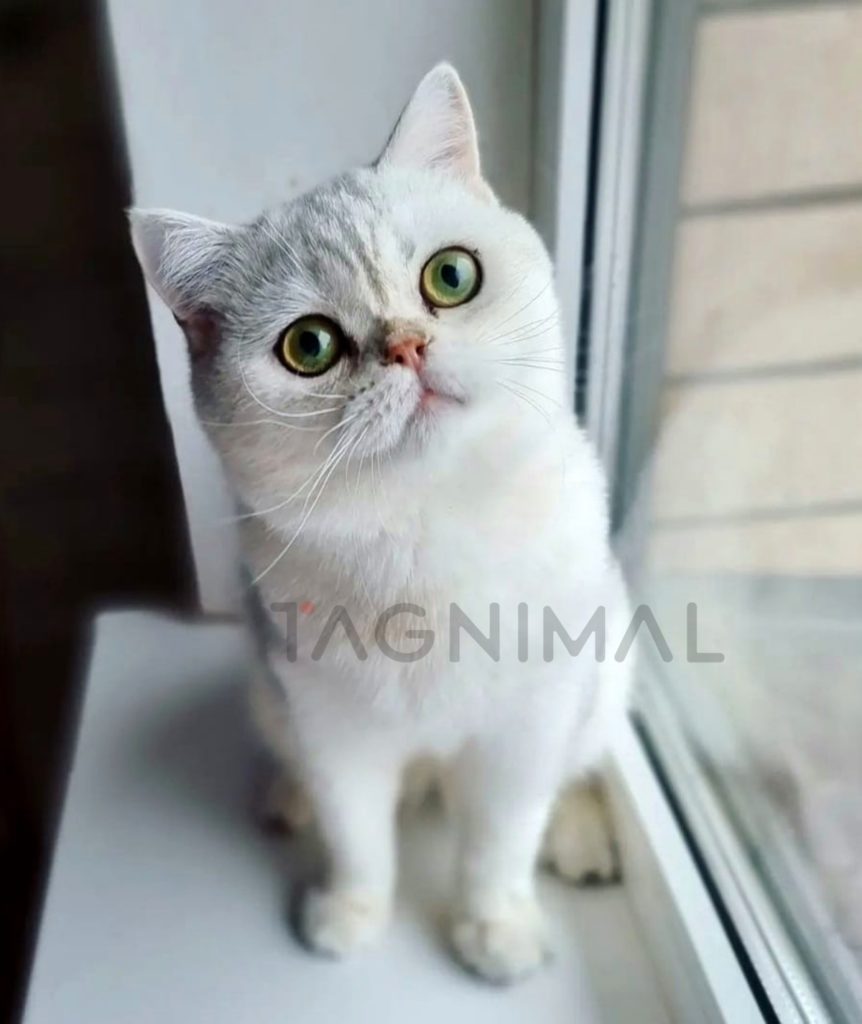 Joker (โจ๊กเกอร์) | Tagnimal