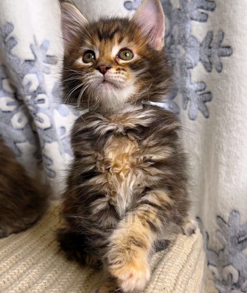 Laura (ลอร่า) | Tagnimal