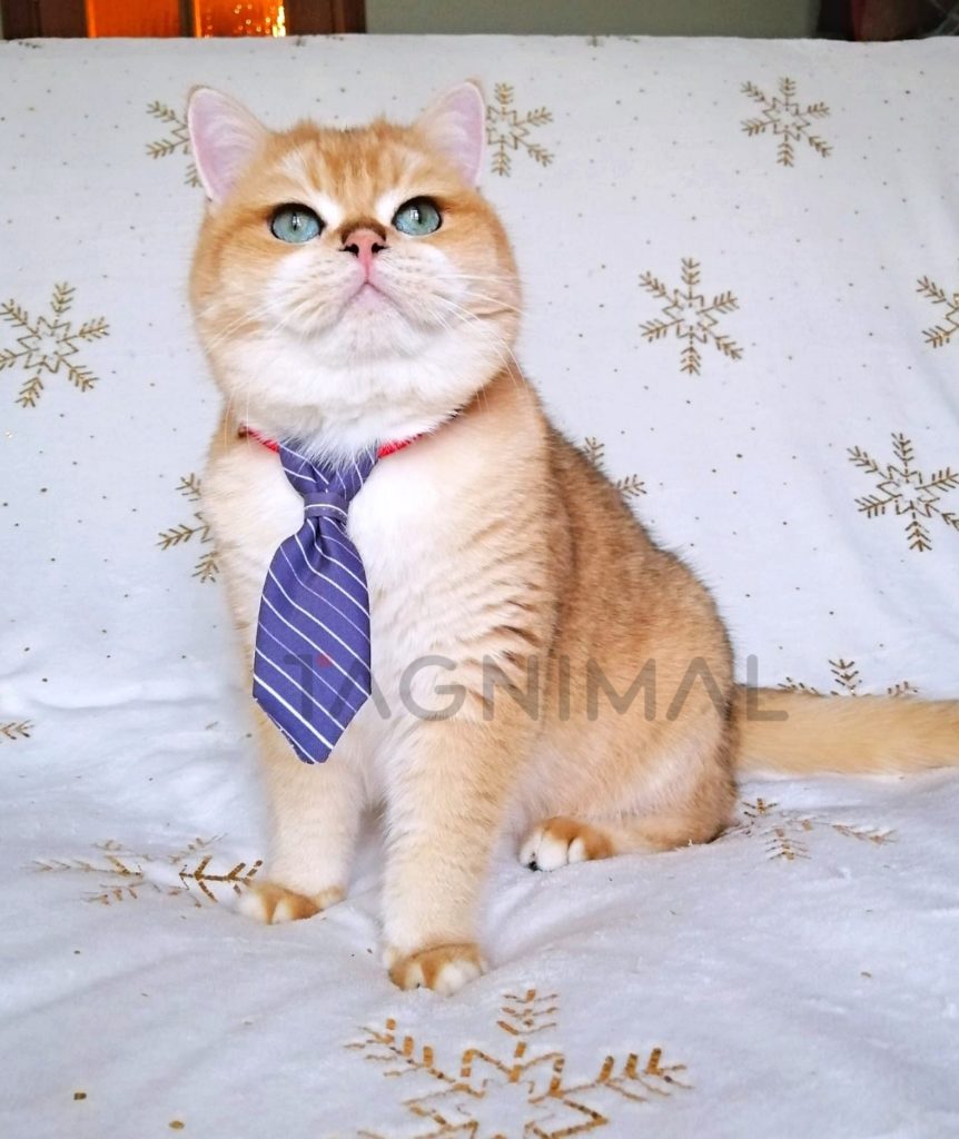 Liam (เลียม) | Tagnimal