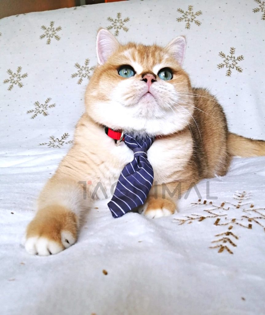 Liam (เลียม) | Tagnimal