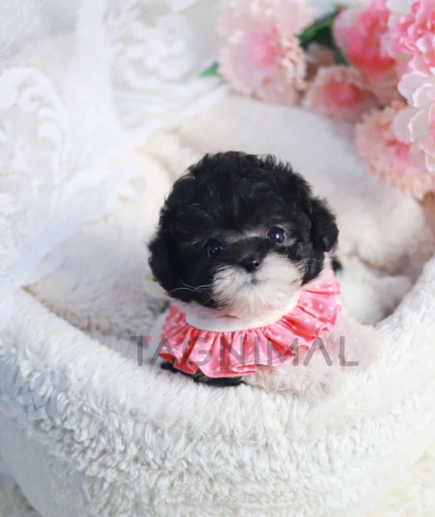 Alice (อลิส) | Tagnimal