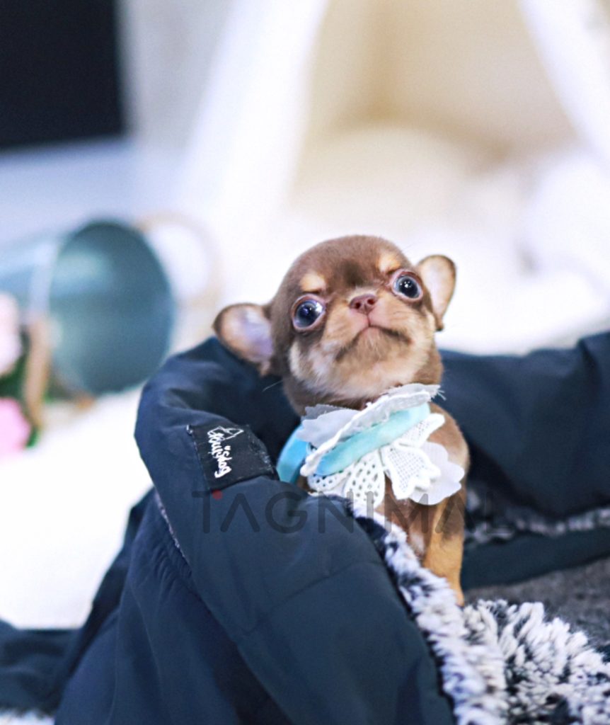 Chokie (โชกี้) | Tagnimal