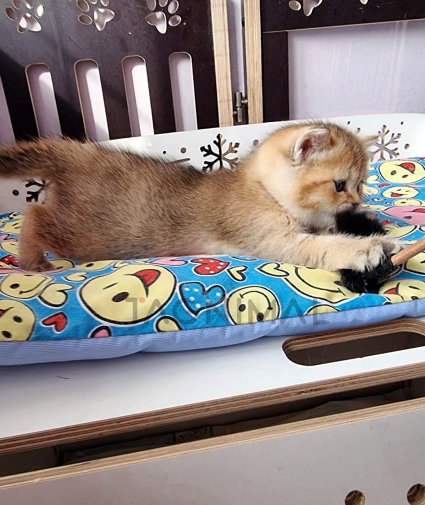 Cunar (คูนาร์) | Tagnimal