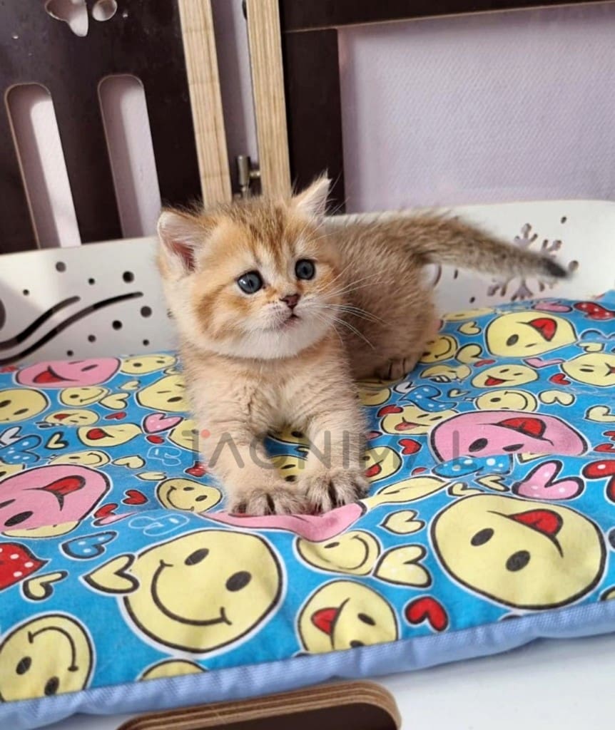 Cunar (คูนาร์) | Tagnimal