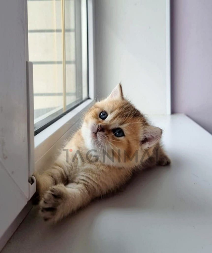 Cunar (คูนาร์) | Tagnimal