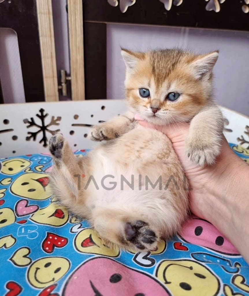 Cunar (คูนาร์) | Tagnimal