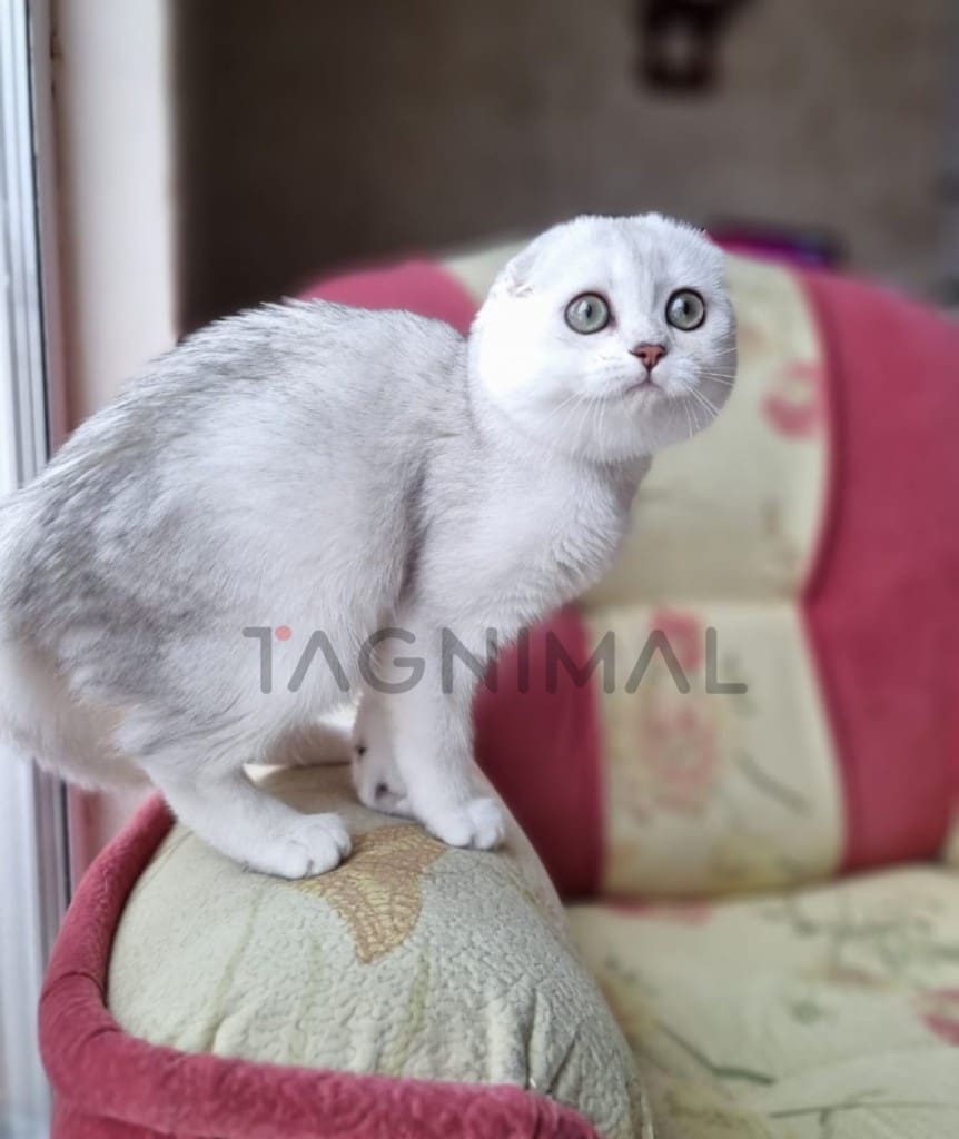 Genie (จีนี่) | Tagnimal