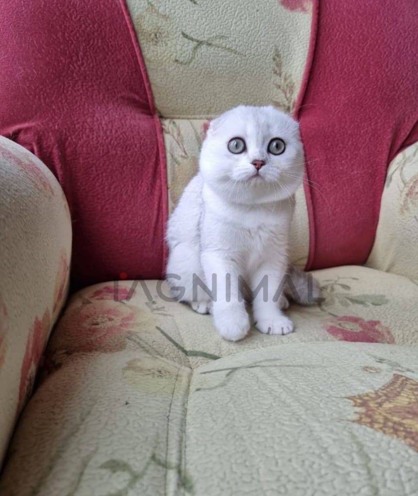 Genie (จีนี่) | Tagnimal