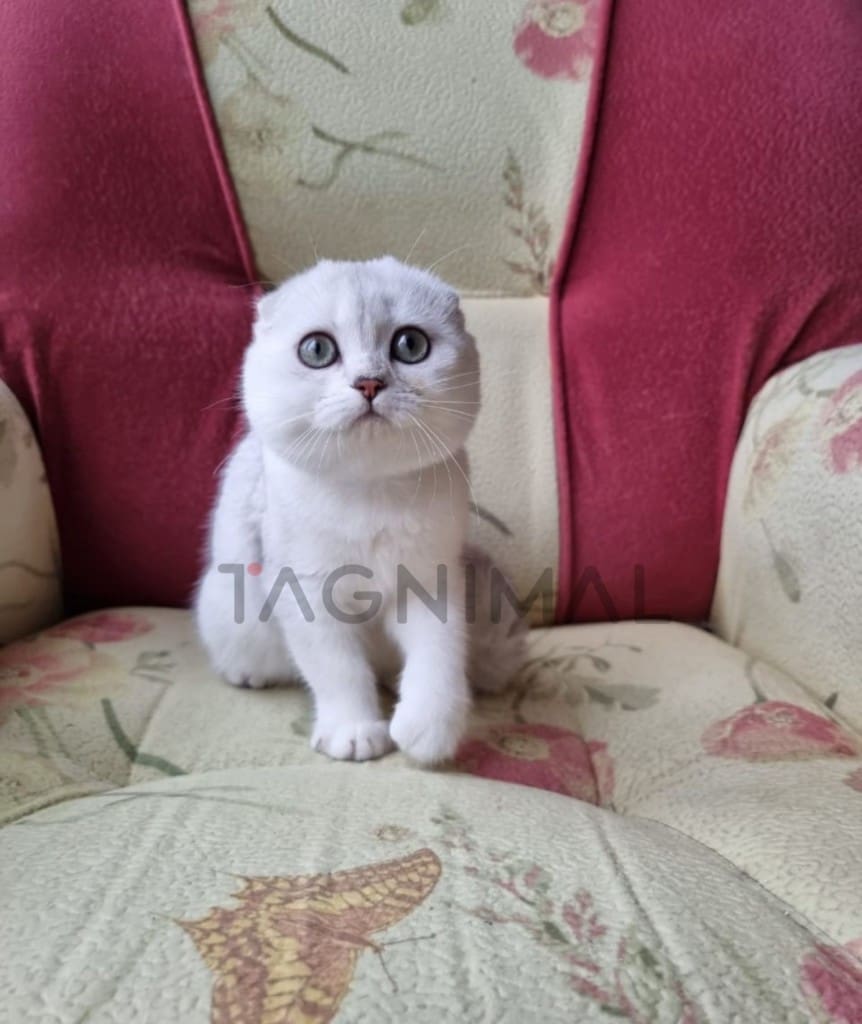 Genie (จีนี่) | Tagnimal