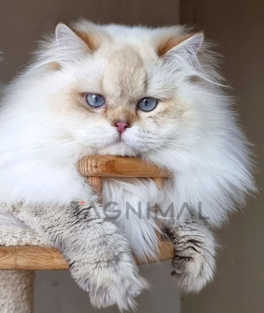 Hummer (ฮัมเมอร์) | Tagnimal