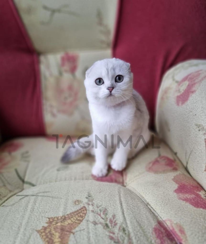 Pinky (พิ้งกี้) | Tagnimal