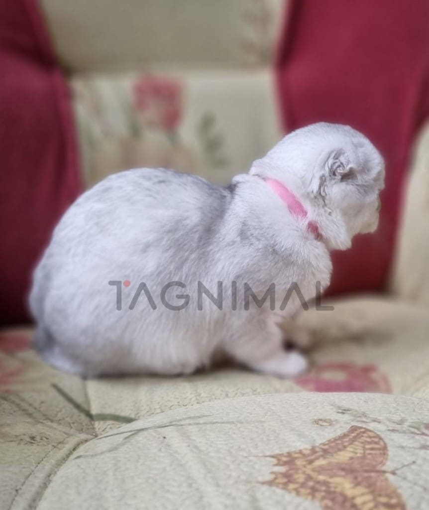 Pinky (พิ้งกี้) | Tagnimal