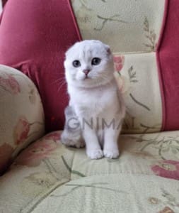 Pinky (พิ้งกี้) | Tagnimal