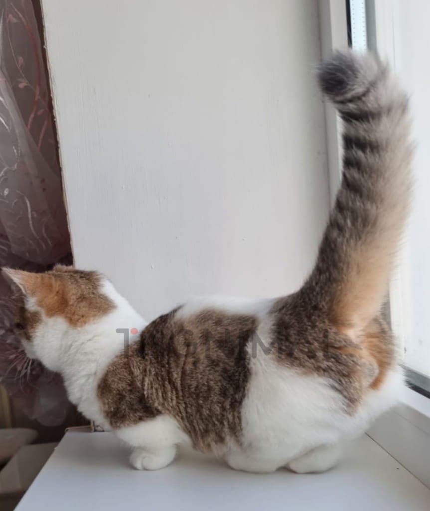 Tosha (โทชา) | Tagnimal