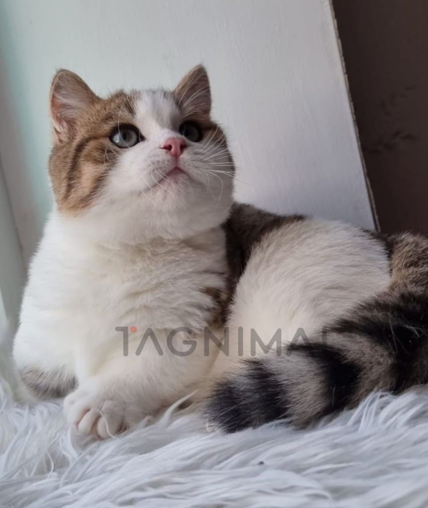 Tosha (โทชา) | Tagnimal