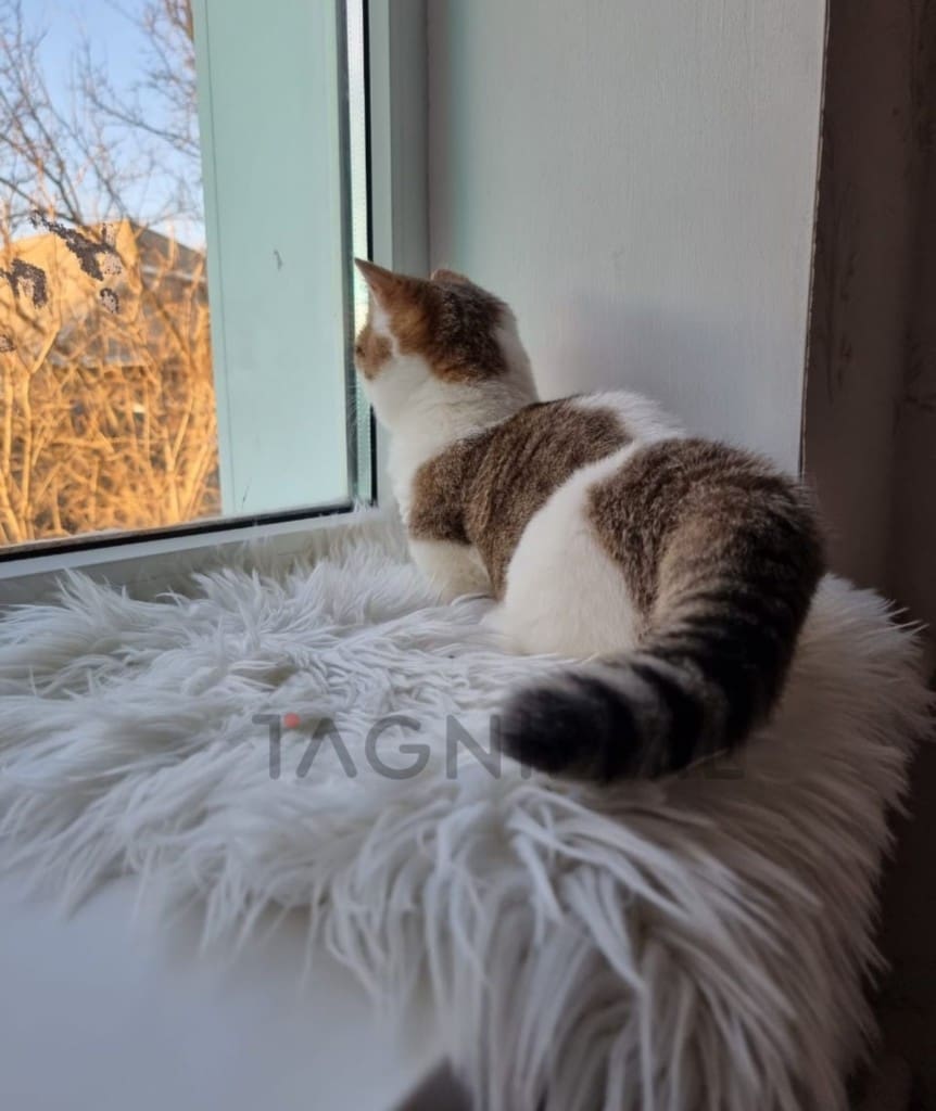 Tosha (โทชา) | Tagnimal