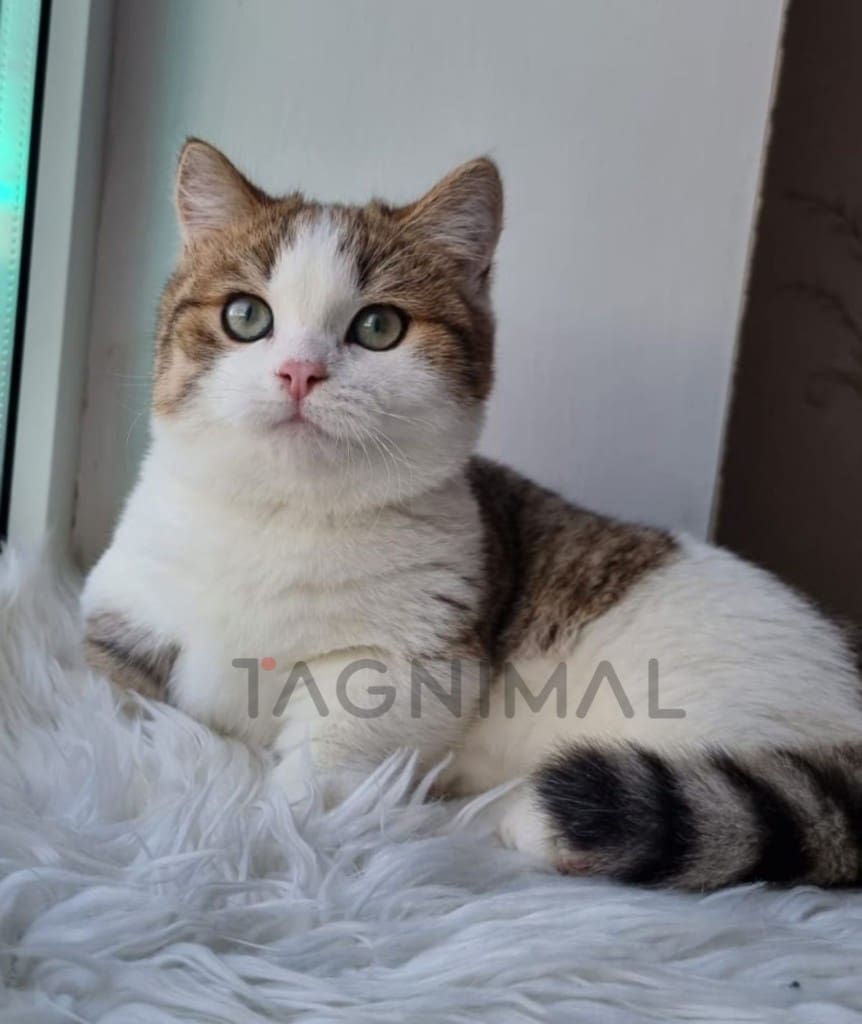 Tosha (โทชา) | Tagnimal